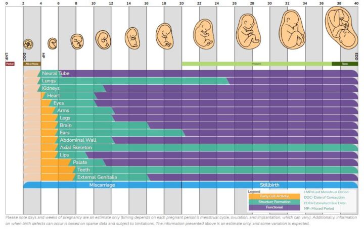 Critical Periods of Development - MotherToBaby